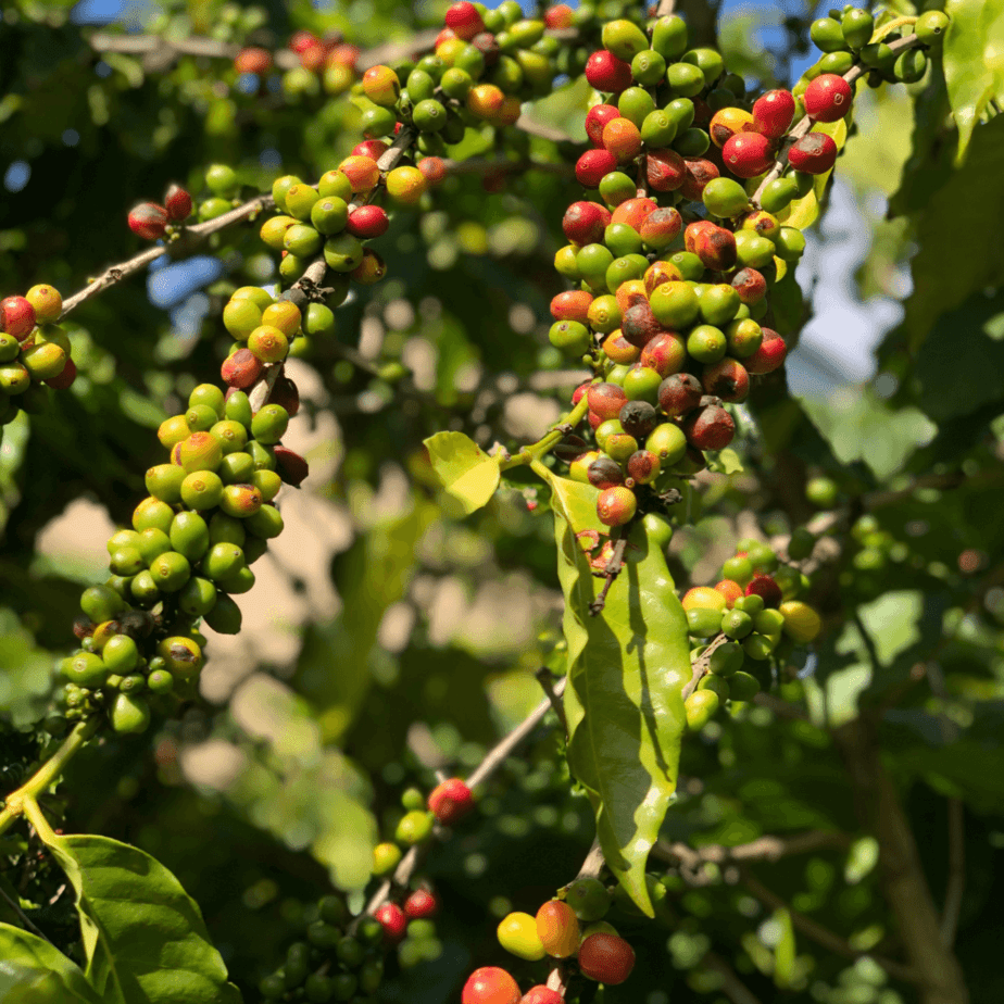 Your Practical Guide to Creating an Eco-Friendly Coffee Routine ...