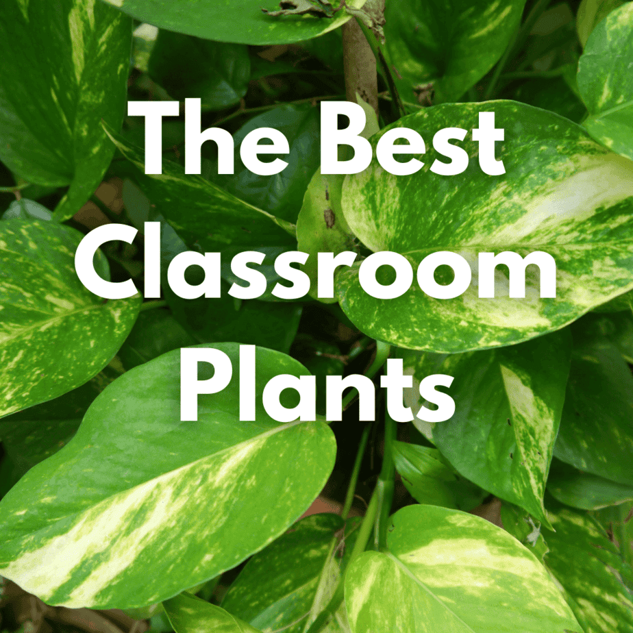 The Best Resilient Classroom Plants to Liven Up Your Classroom ...