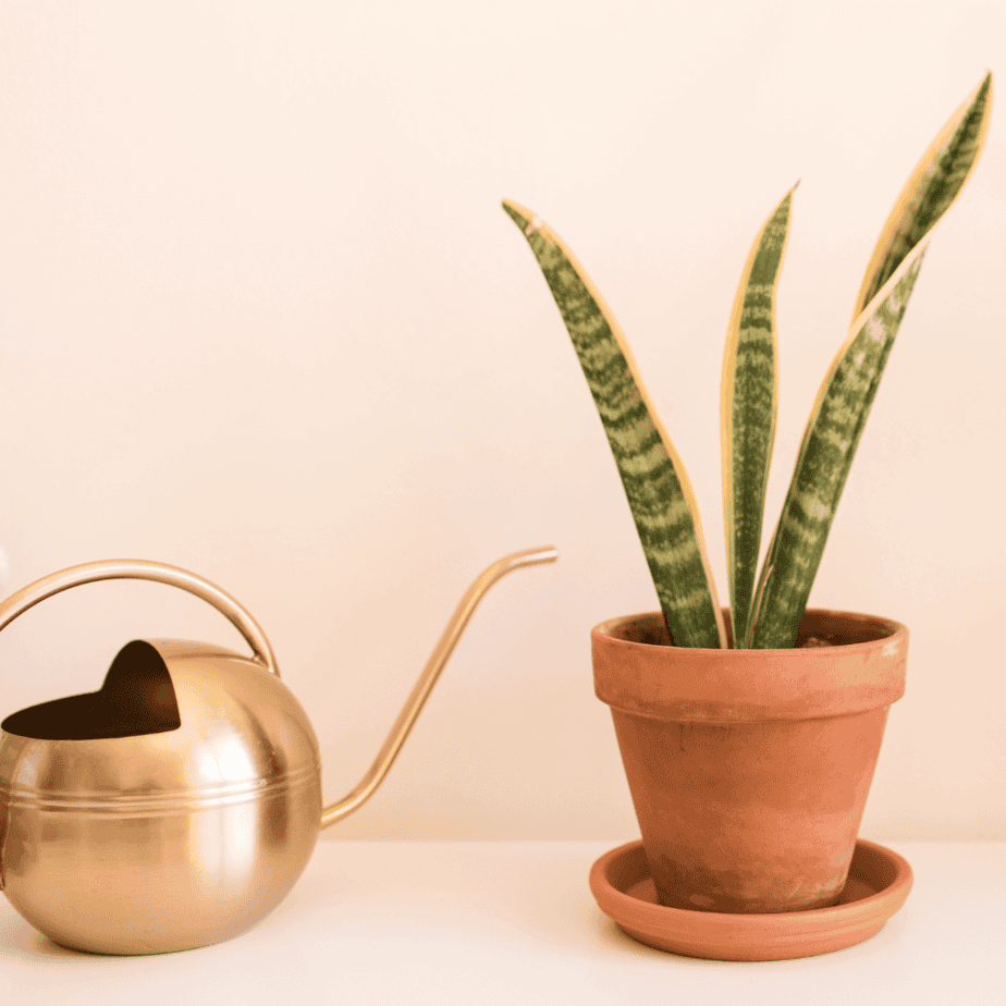 The Best Resilient Classroom Plants to Liven Up Your Classroom ...