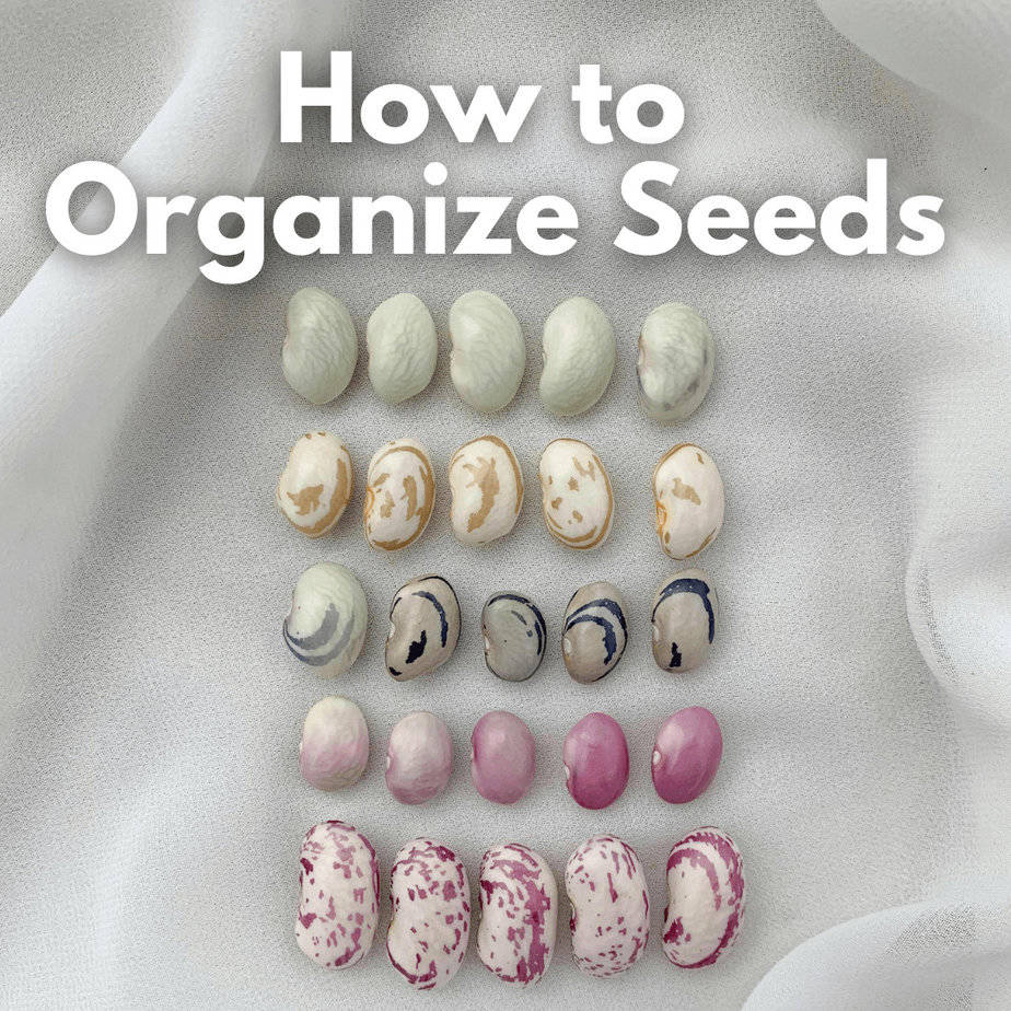 11 Practical Tips For How to Organize Seeds The Right Way - Sustain ...
